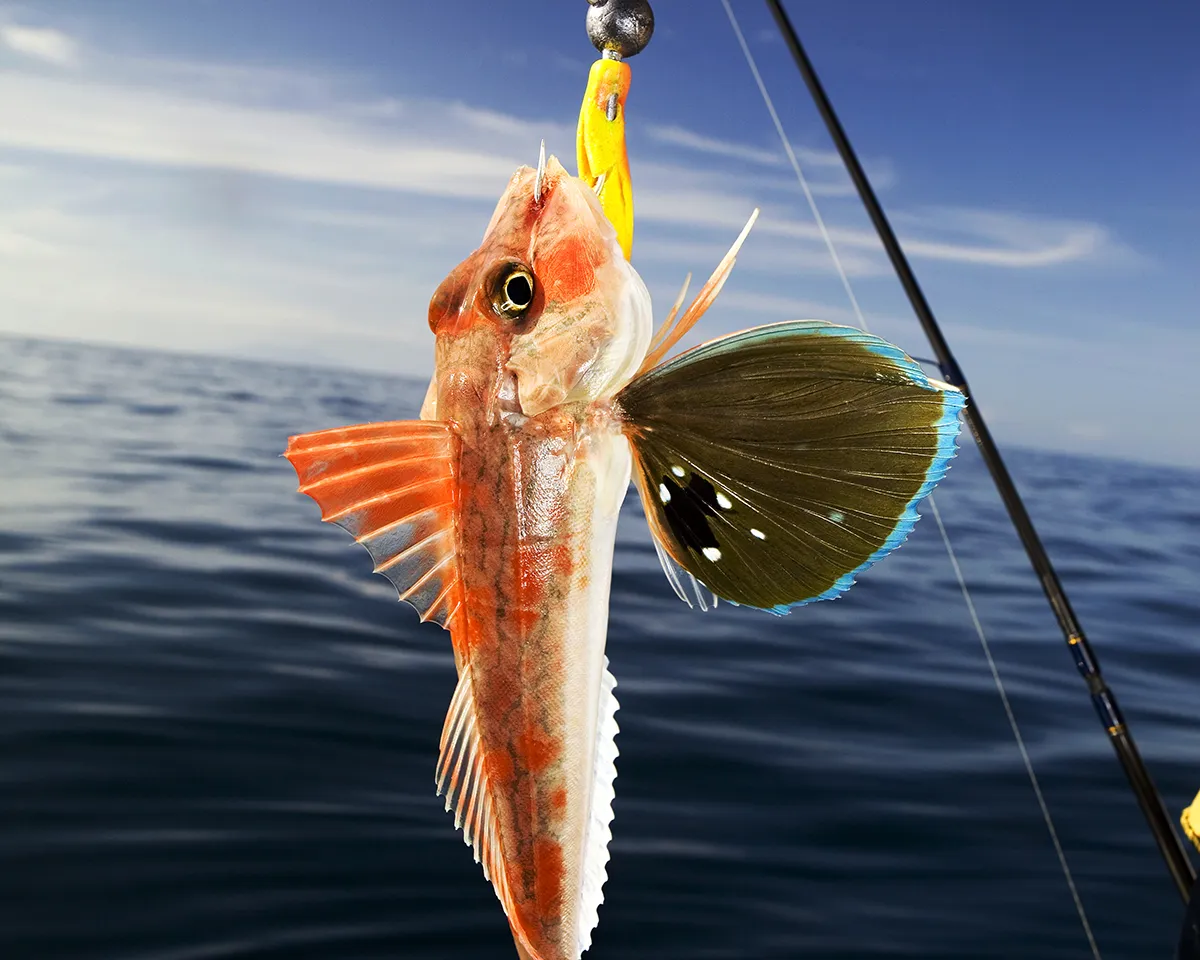 Short guide to gurnard